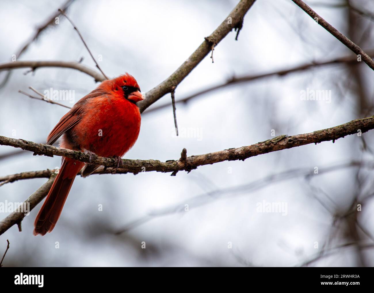 The iconic Northern Cardinal, Cardinalis cardinalis, captured in ...