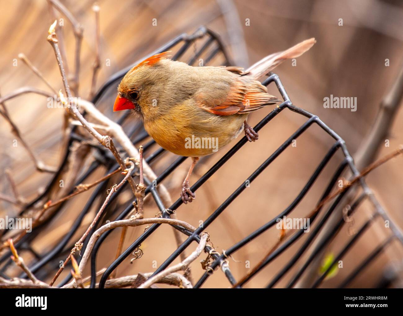 New yorks birdlife hi-res stock photography and images - Alamy