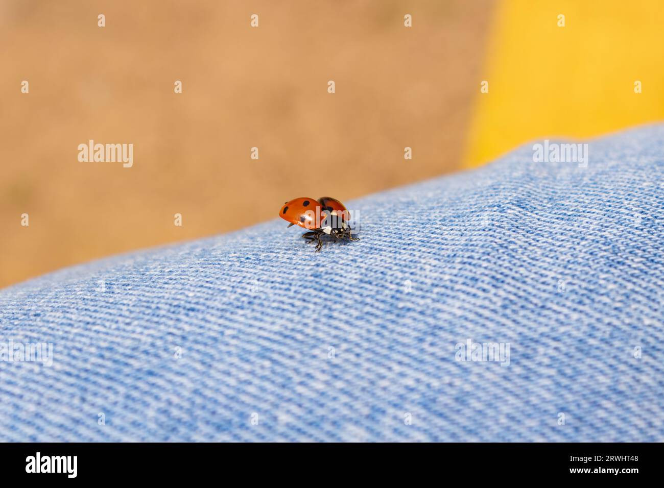 Ladybug flight not flying not wing hi-res stock photography and images ...