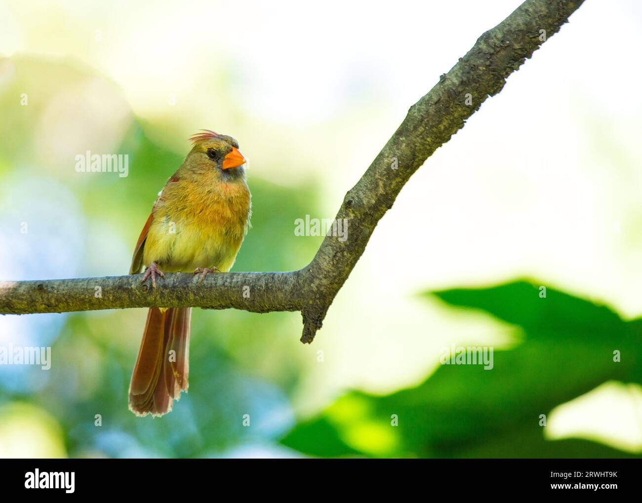 The iconic Northern Cardinal, Cardinalis cardinalis, captured in ...