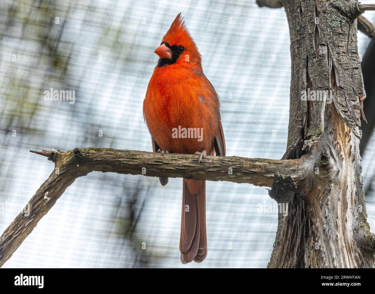 The iconic Northern Cardinal, Cardinalis cardinalis, captured in ...