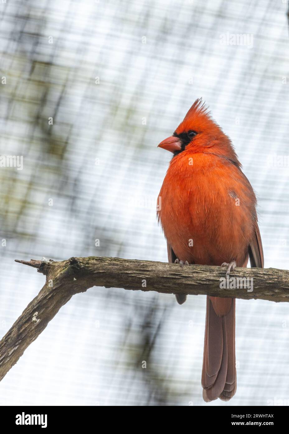 The iconic Northern Cardinal, Cardinalis cardinalis, captured in ...