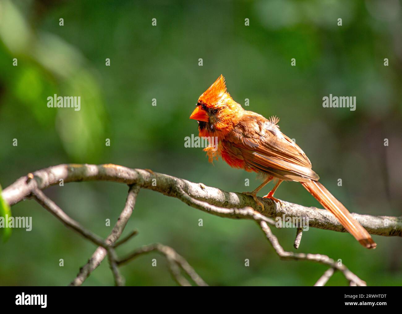 The iconic Northern Cardinal, Cardinalis cardinalis, captured in ...