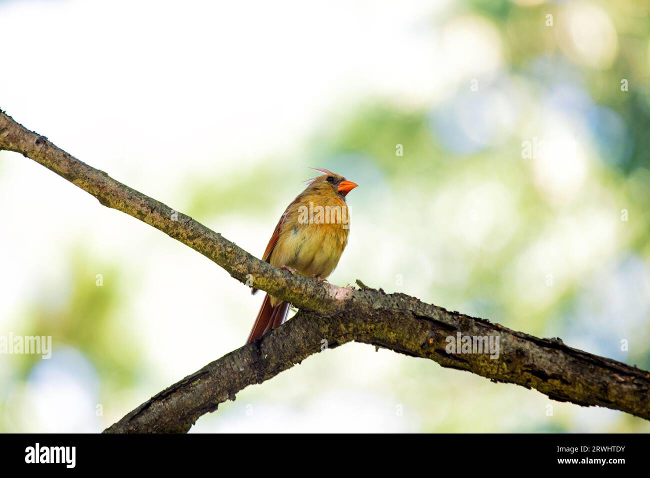 The iconic Northern Cardinal, Cardinalis cardinalis, captured in ...
