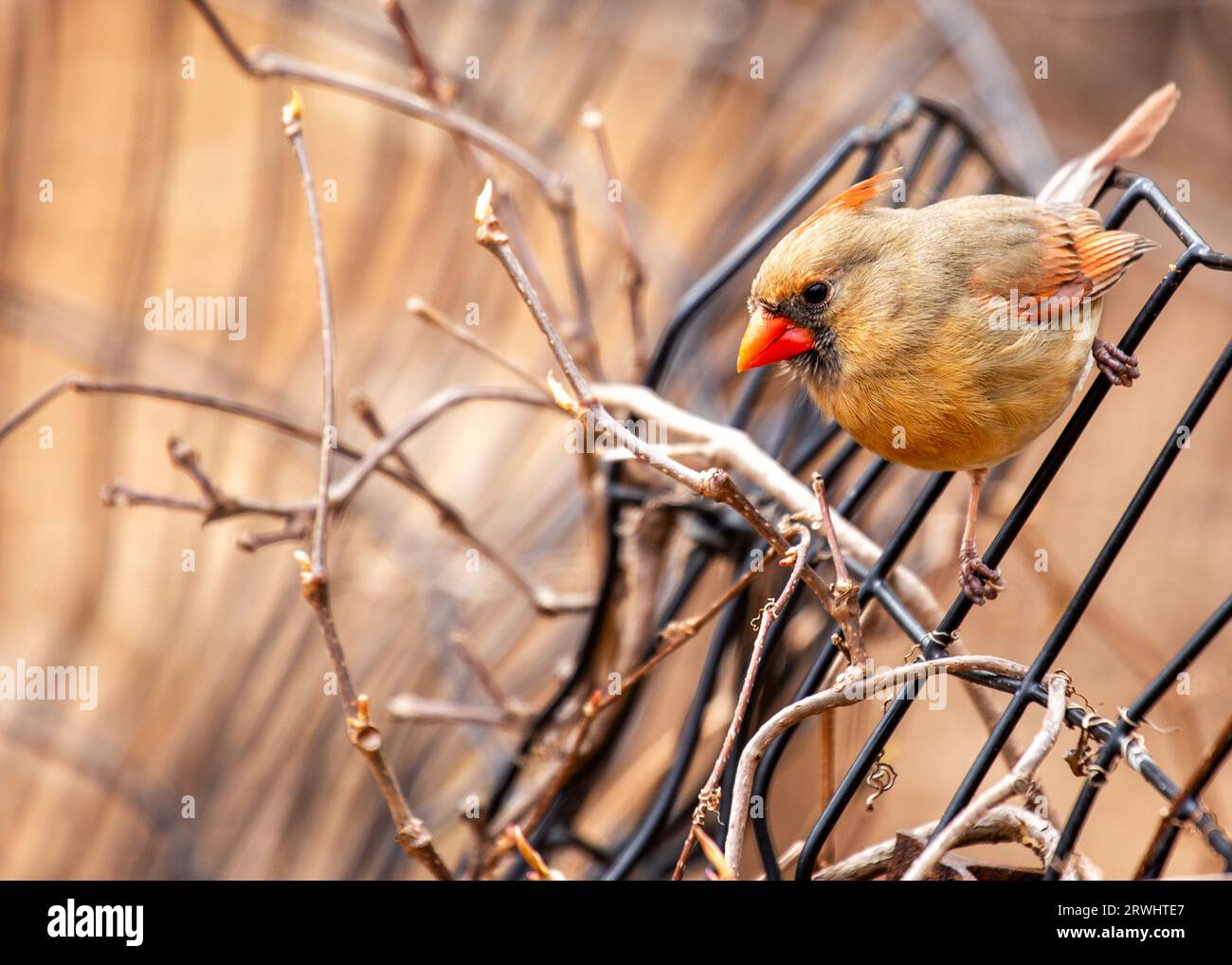 The iconic Northern Cardinal, Cardinalis cardinalis, captured in ...