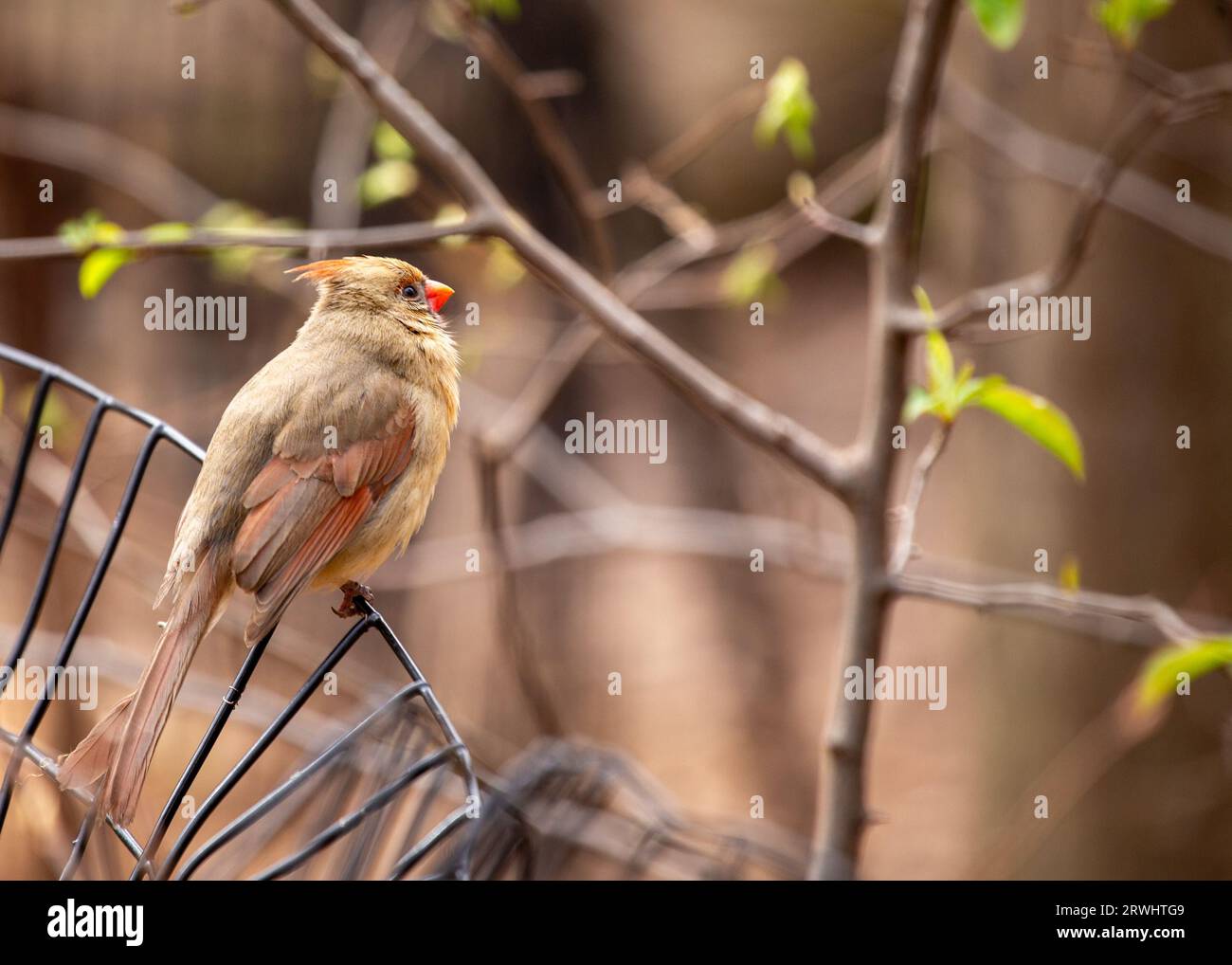 The iconic Northern Cardinal, Cardinalis cardinalis, captured in ...