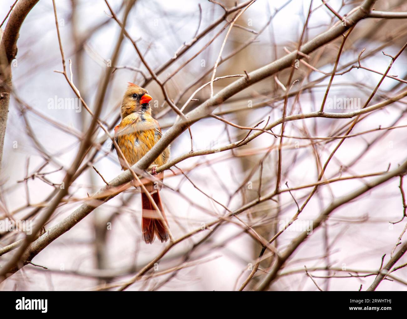 The iconic Northern Cardinal, Cardinalis cardinalis, captured in ...