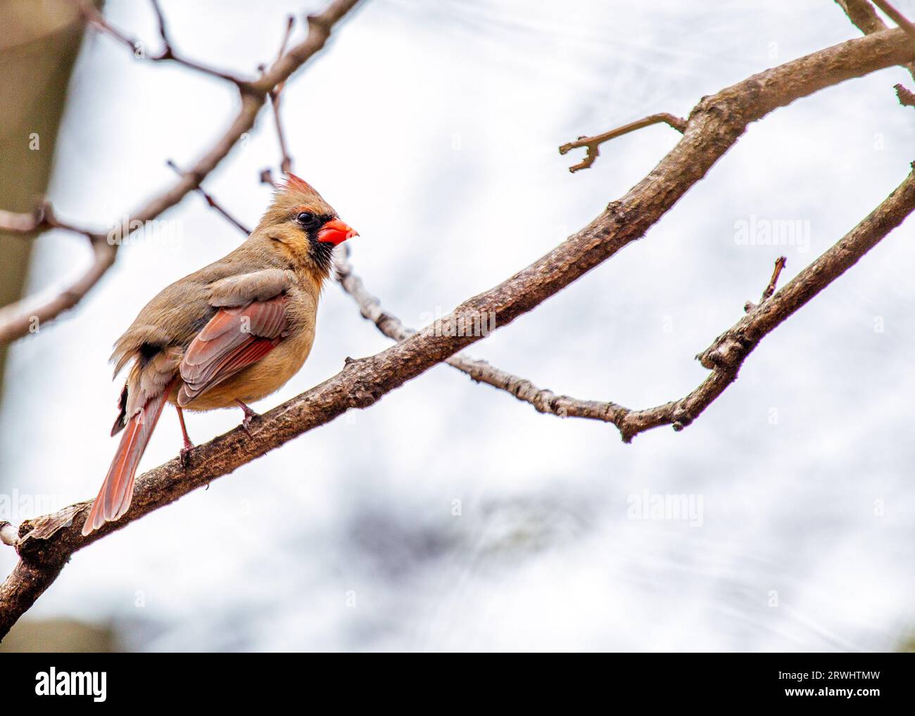 The iconic Northern Cardinal, Cardinalis cardinalis, captured in ...