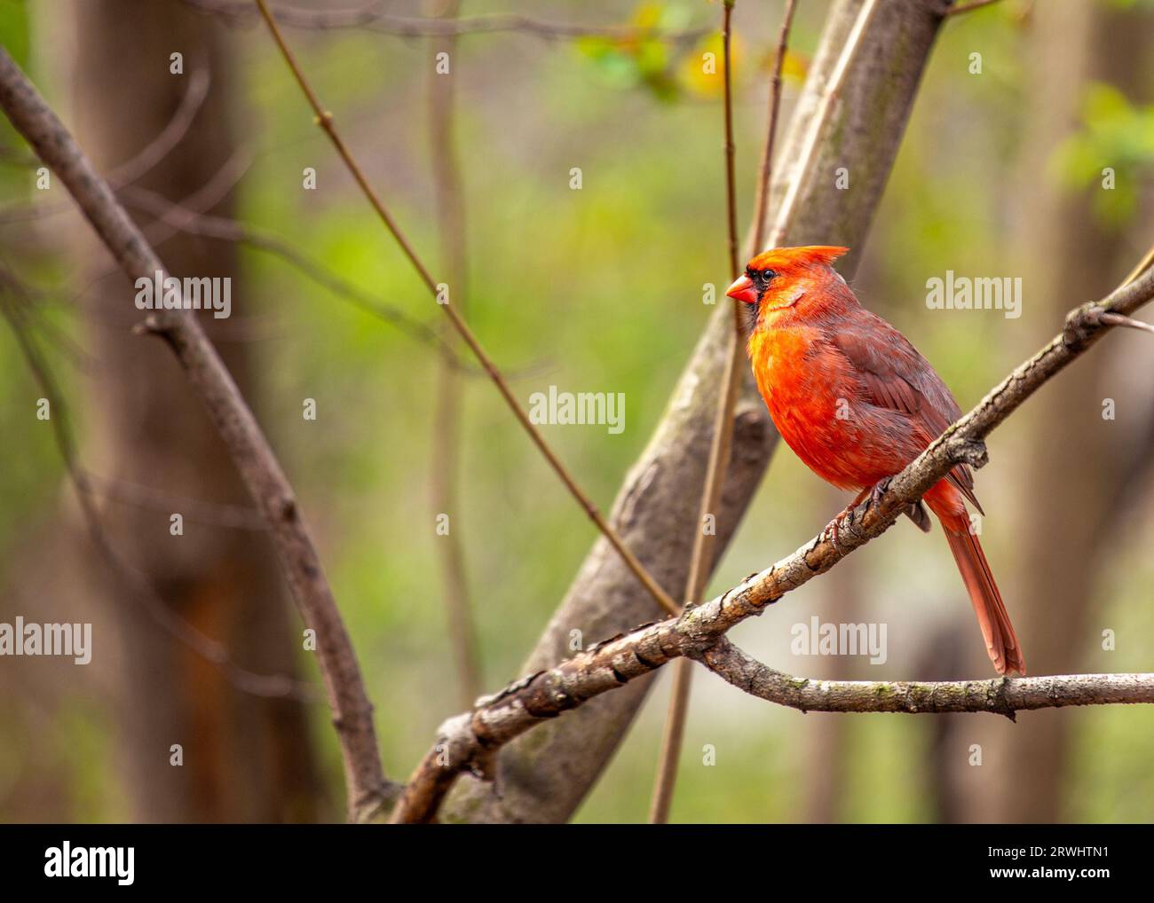 The iconic Northern Cardinal, Cardinalis cardinalis, captured in ...