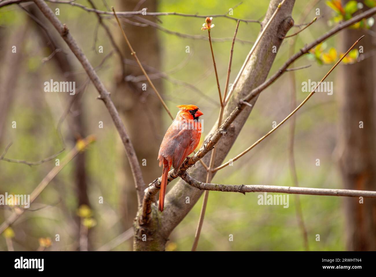 The iconic Northern Cardinal, Cardinalis cardinalis, captured in ...