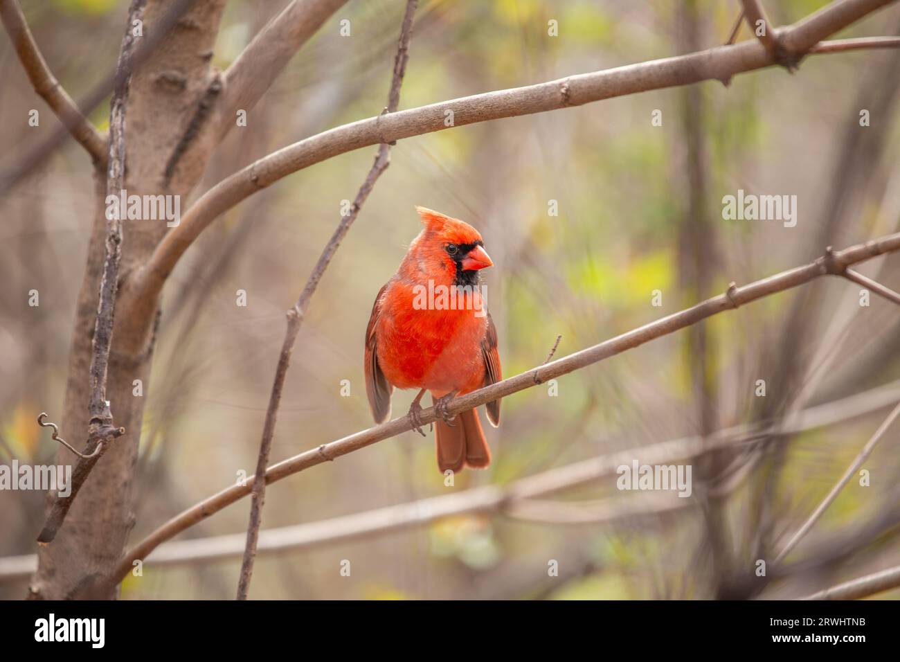 The iconic Northern Cardinal, Cardinalis cardinalis, captured in ...