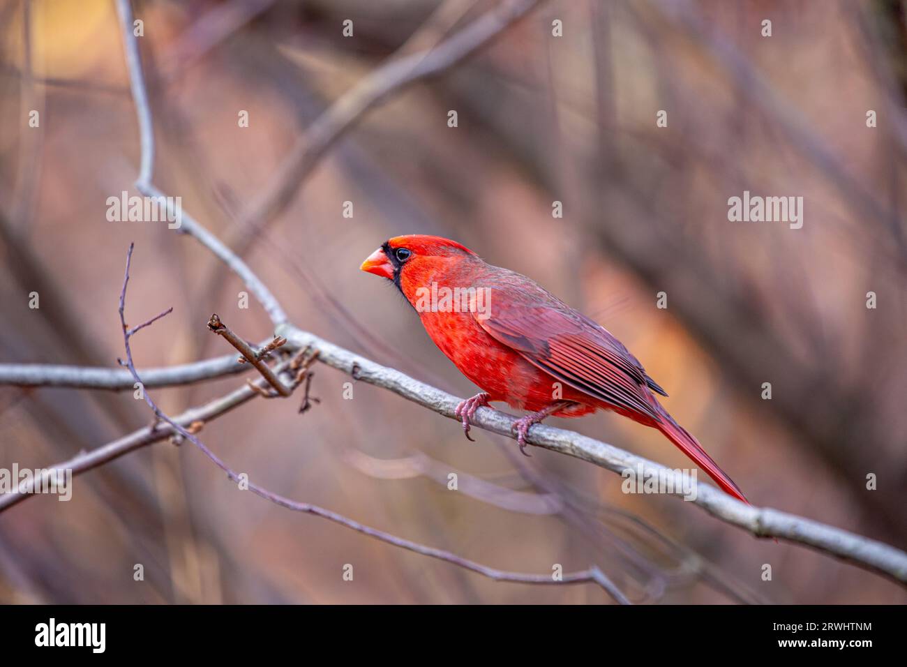 The iconic Northern Cardinal, Cardinalis cardinalis, captured in ...