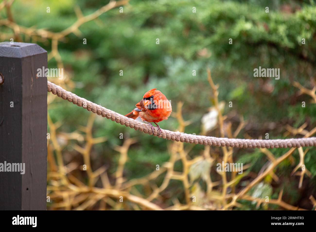 The iconic Northern Cardinal, Cardinalis cardinalis, captured in ...