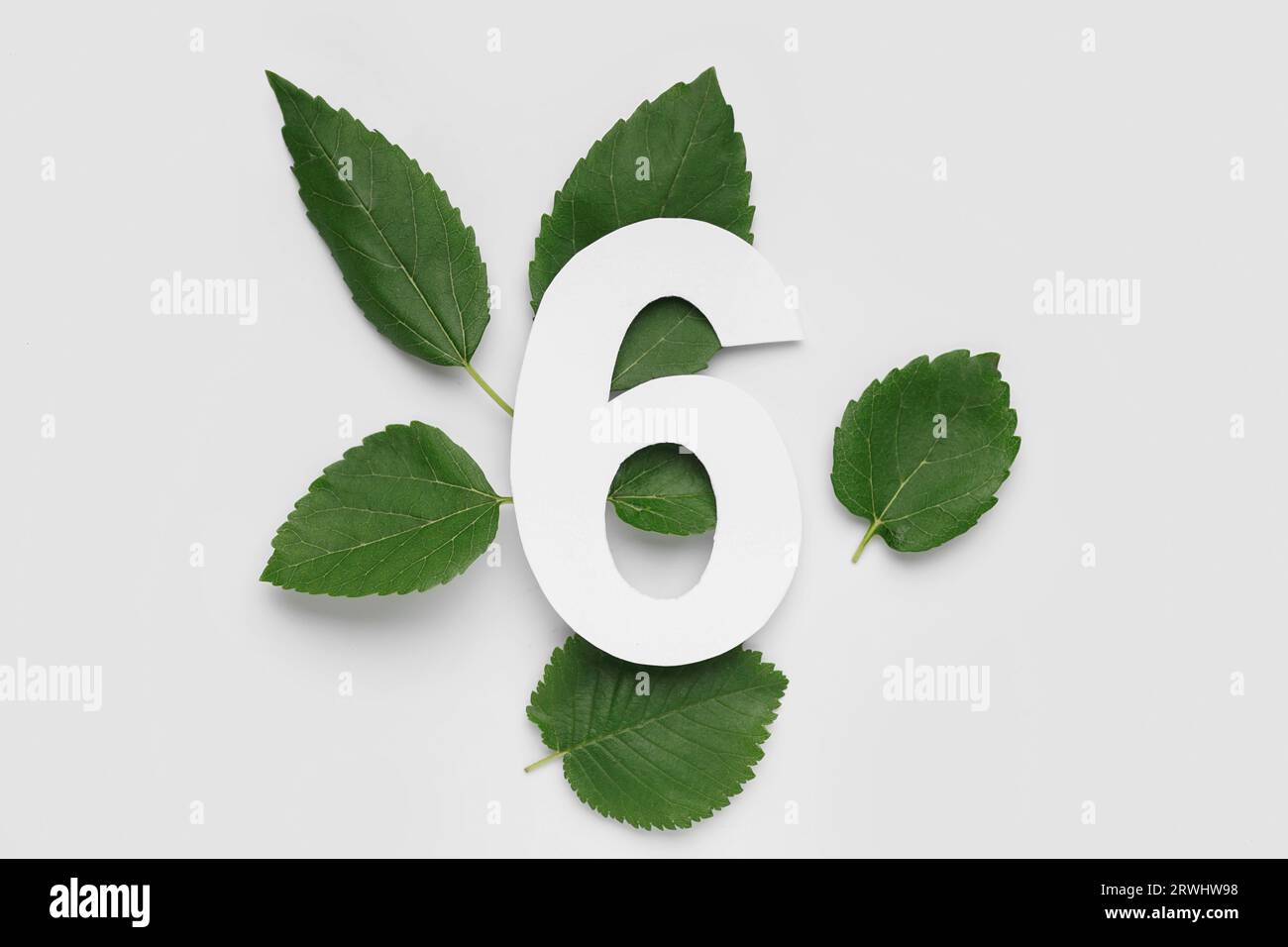 Green leaves with paper number six on white background Stock Photo - Alamy