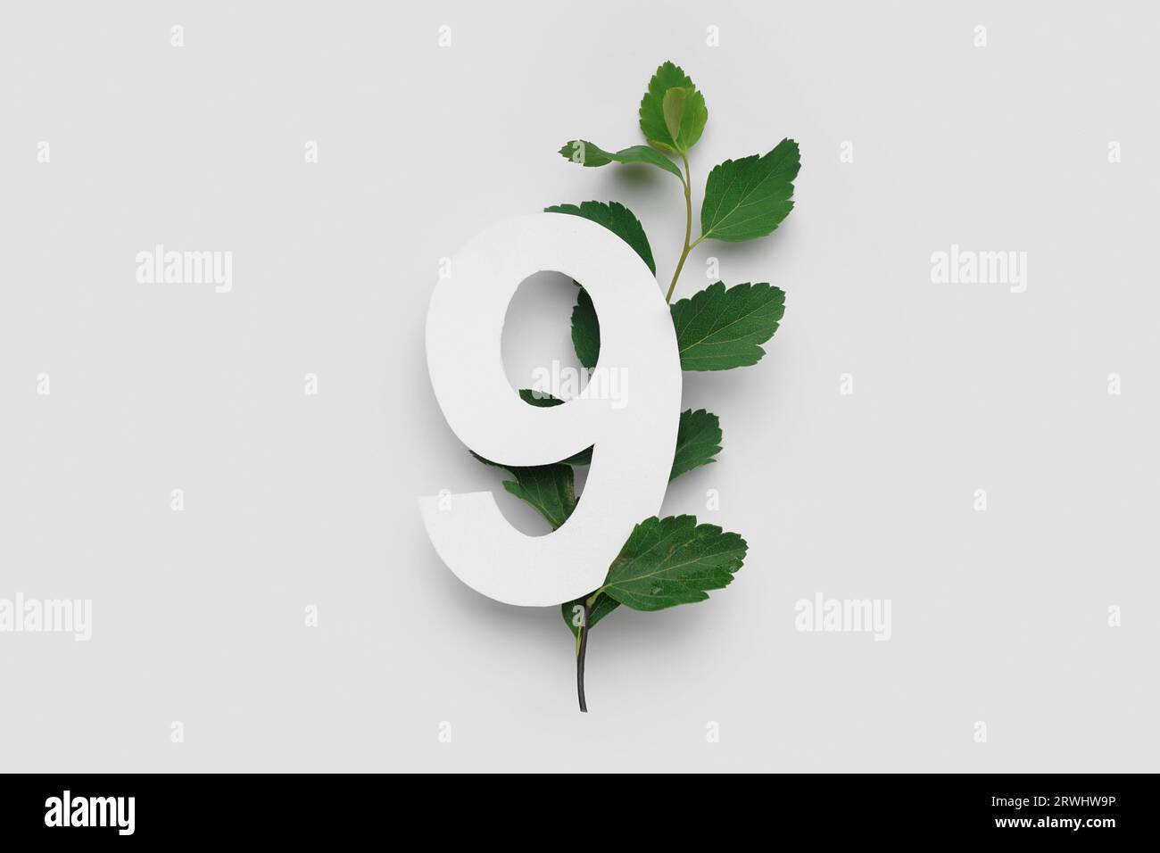 Green leaves with paper number nine on white background Stock Photo - Alamy