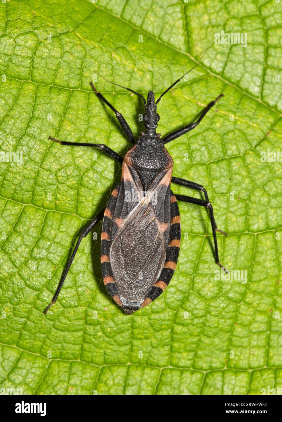 Eastern Bloodsucking Conenose Kissing Bug (Triatoma sanguisuga) on a ...