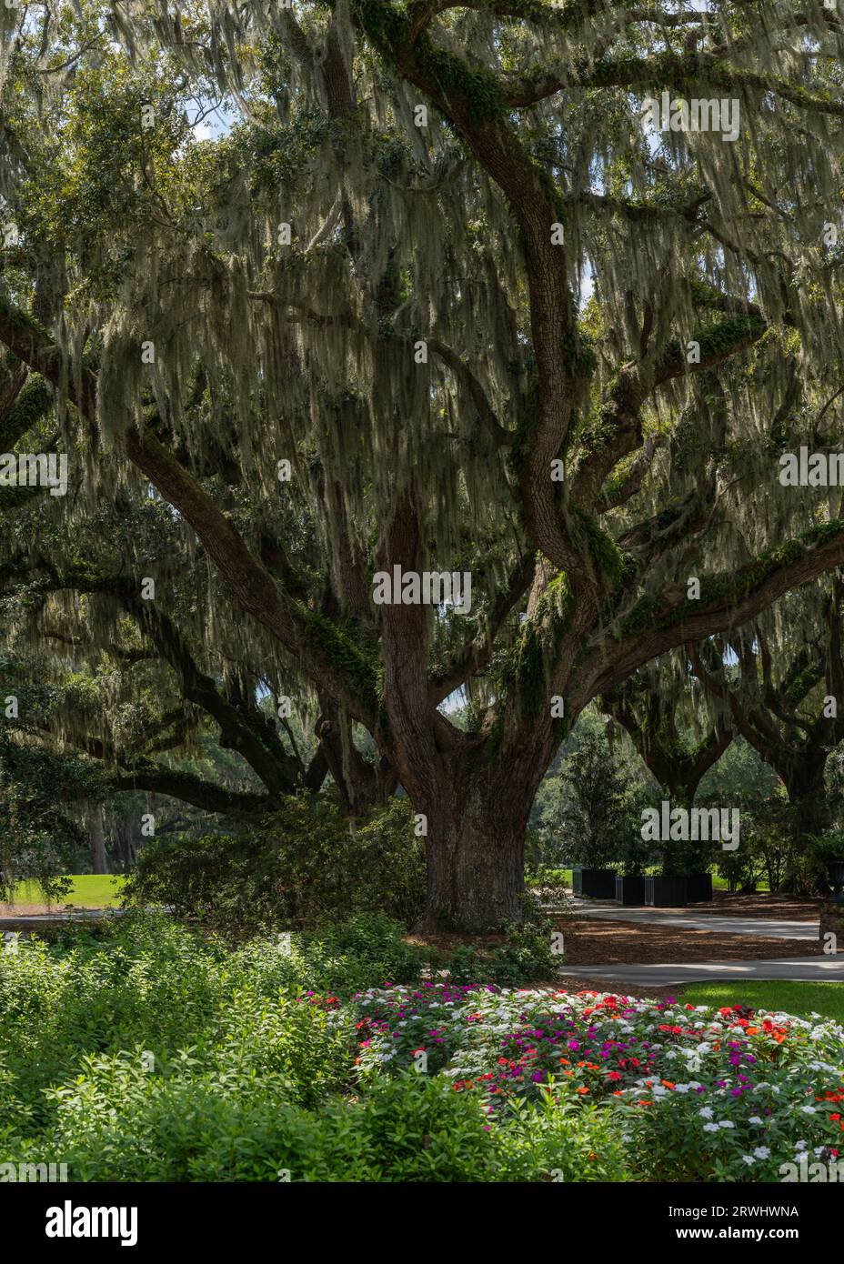 vertical view of bright colorful flowers and livve oak trees covered in ...