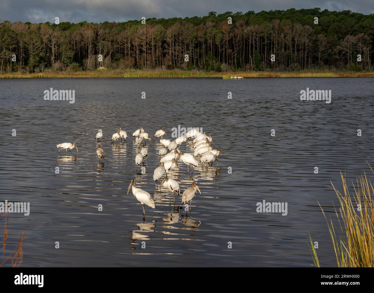 A flock of wood storks in the marshlands of Huntington Beach State Park ...