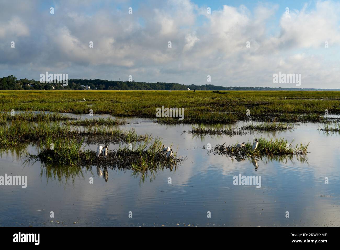 landscape view of tidal beds and marshlands in Pawleys Island in South ...