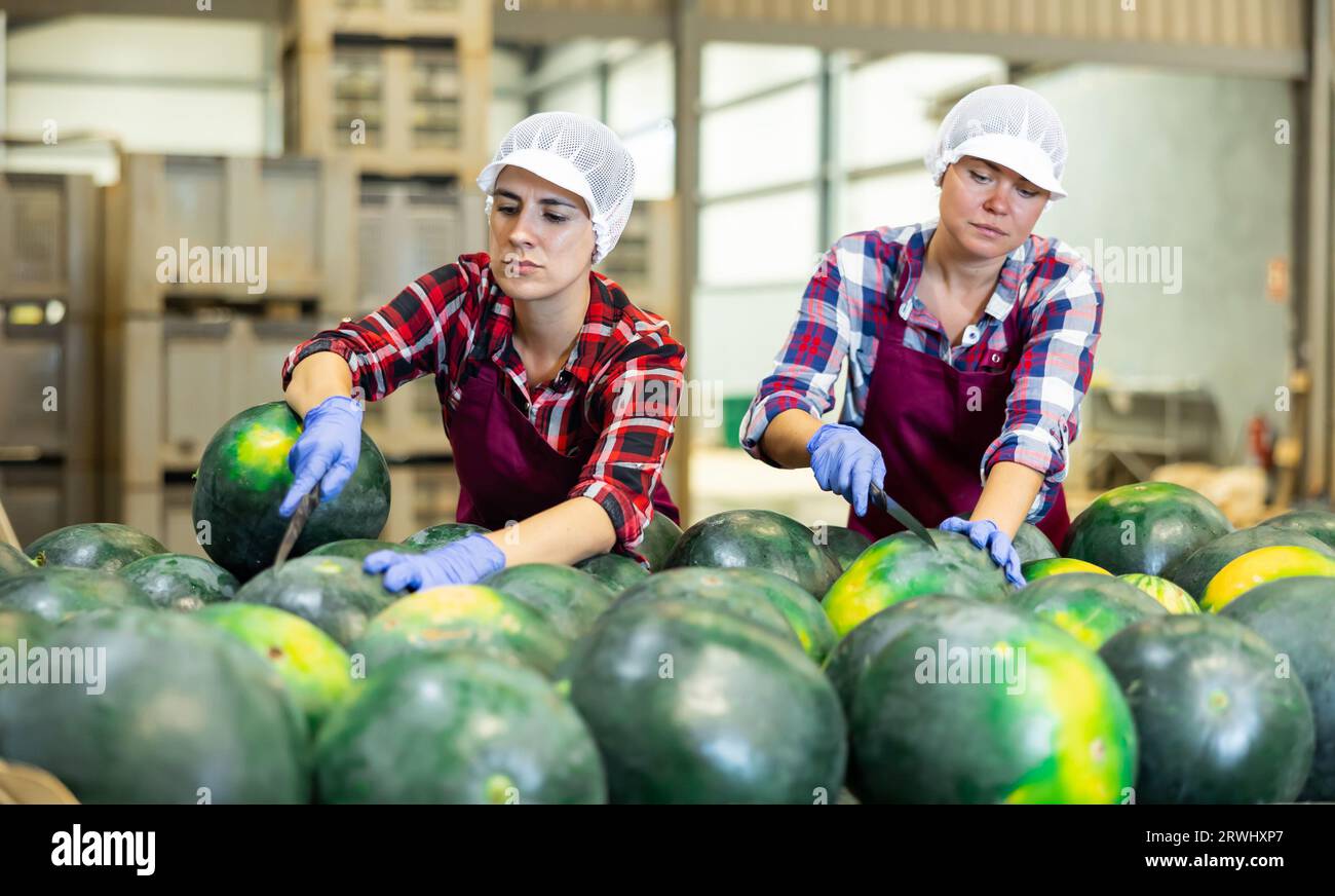 Women sorting fresh watermelons in factory Stock Photo - Alamy