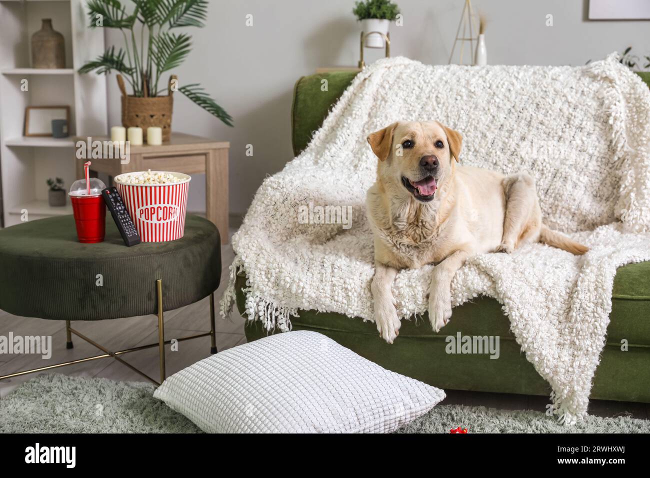 Cute Labrador dog with popcorn bucket, cup of soda and TV remote lying ...