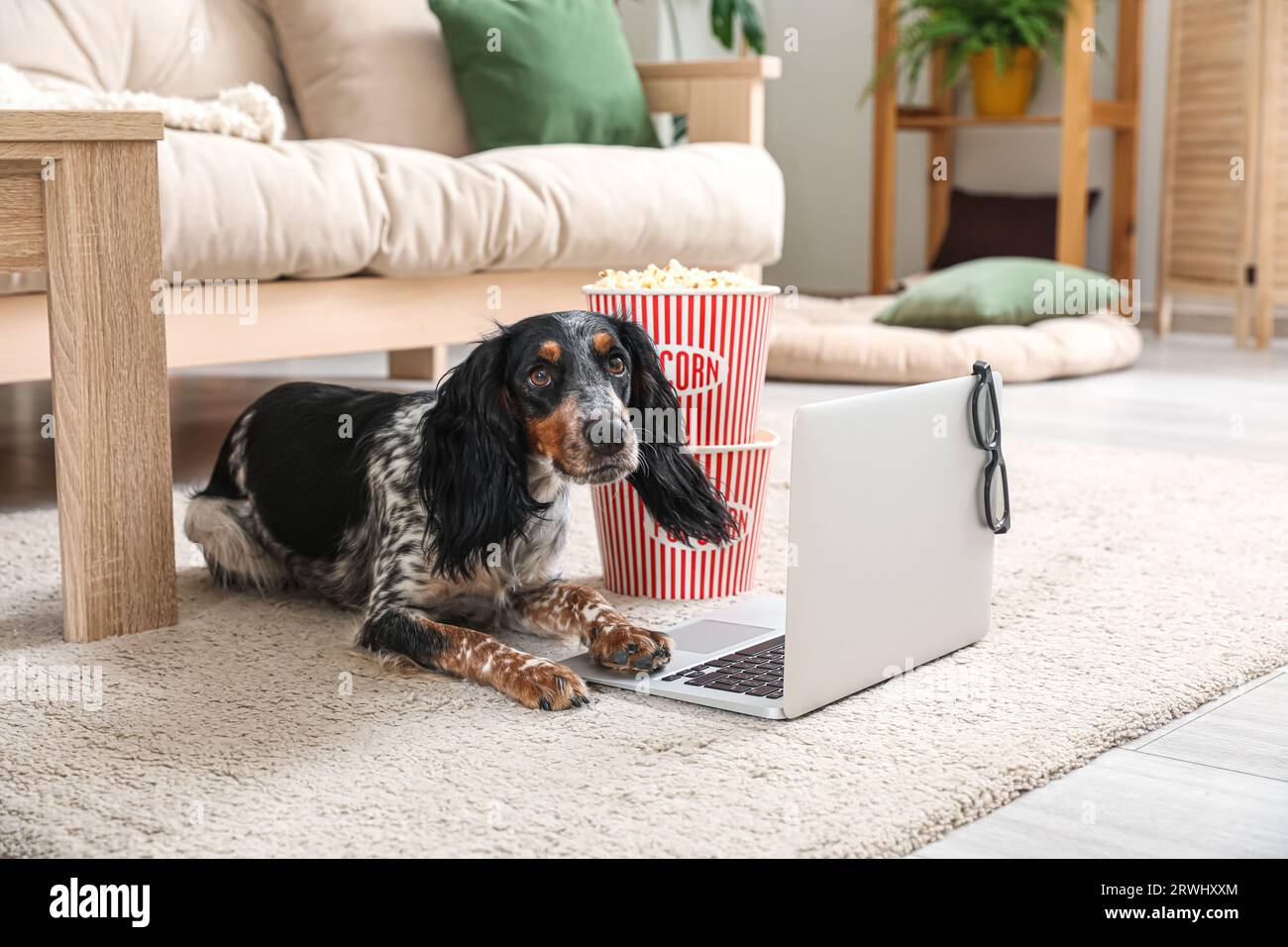 Cute cocker spaniel dog with buckets of popcorn, laptop and 3D cinema glasses lying on carpet in ...
