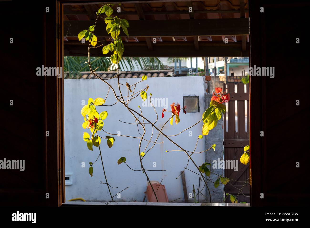 Red flower with green leaves of a plant receiving late afternoon light ...