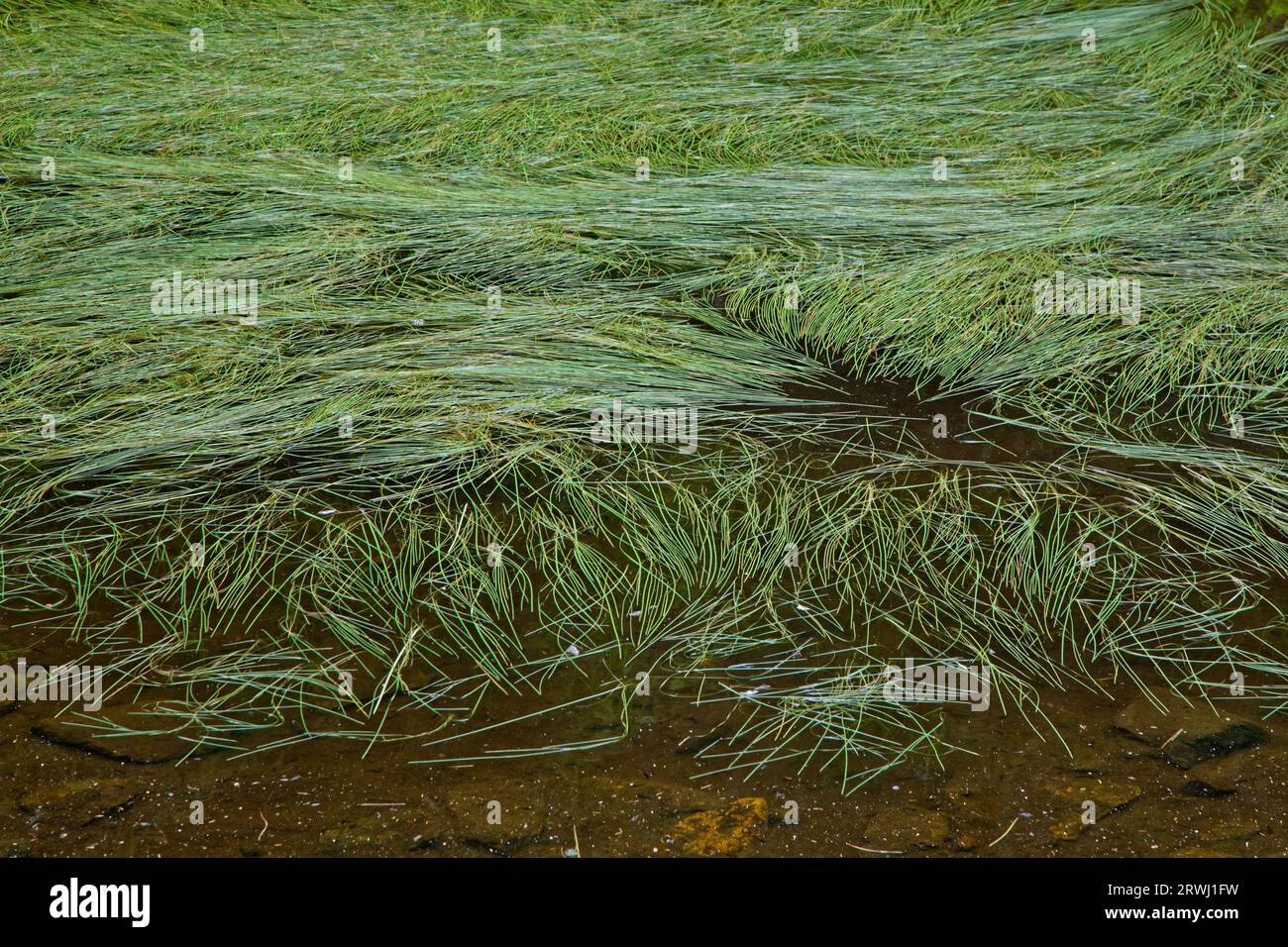 Green grasses in the waters of a mountain pond makes a weird pattern ...