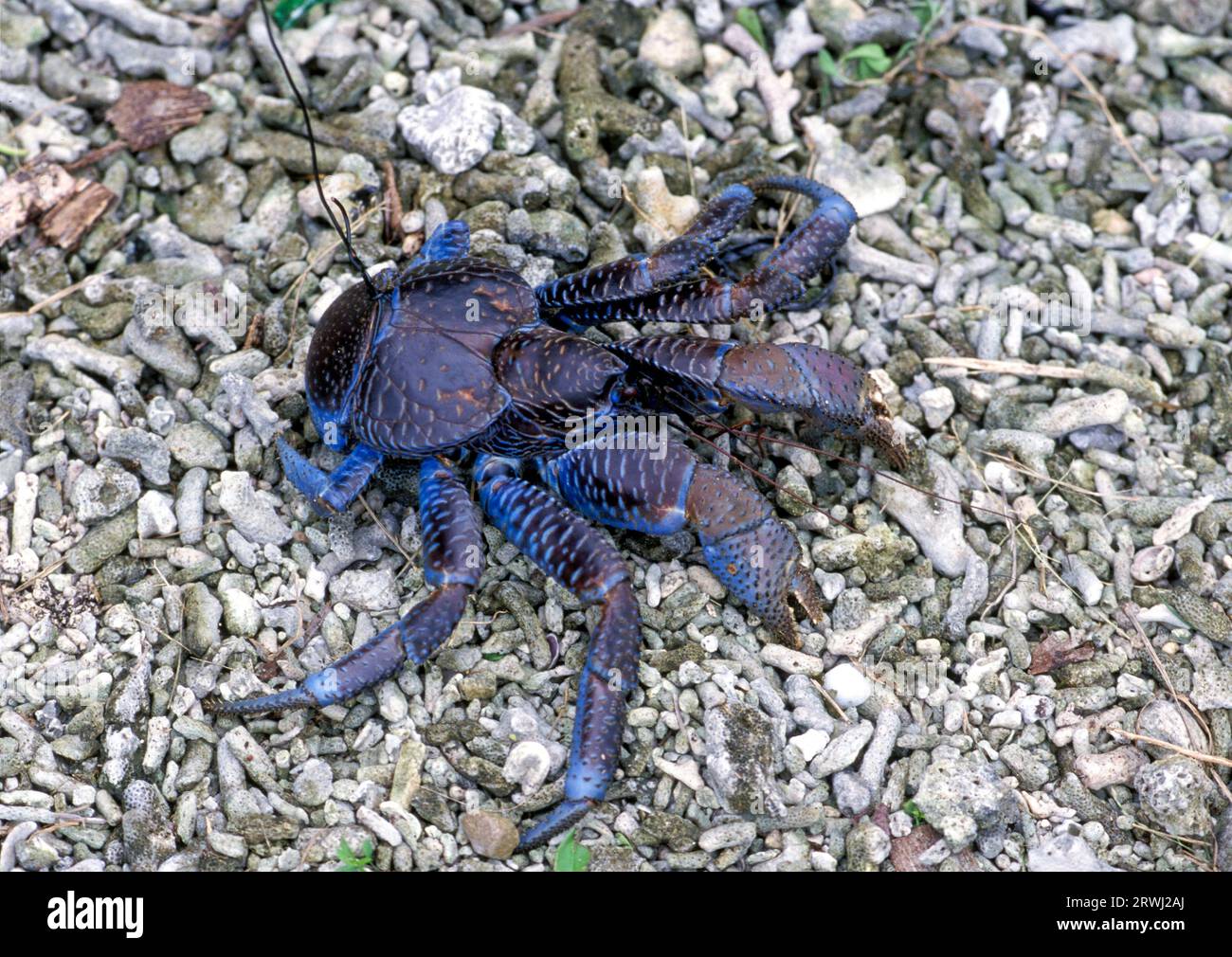 Coconut Crab Coconut Crab (Birgus Latro) Joel Sartore