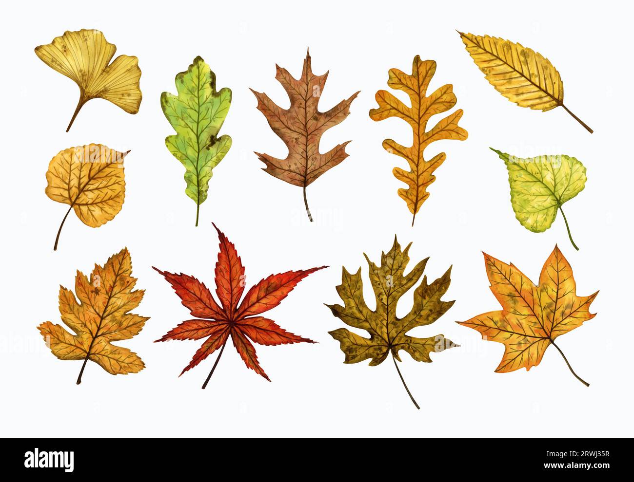 A set of autumn leaves (linden, maple, ginkgo, oak, elm), hand drawn ...