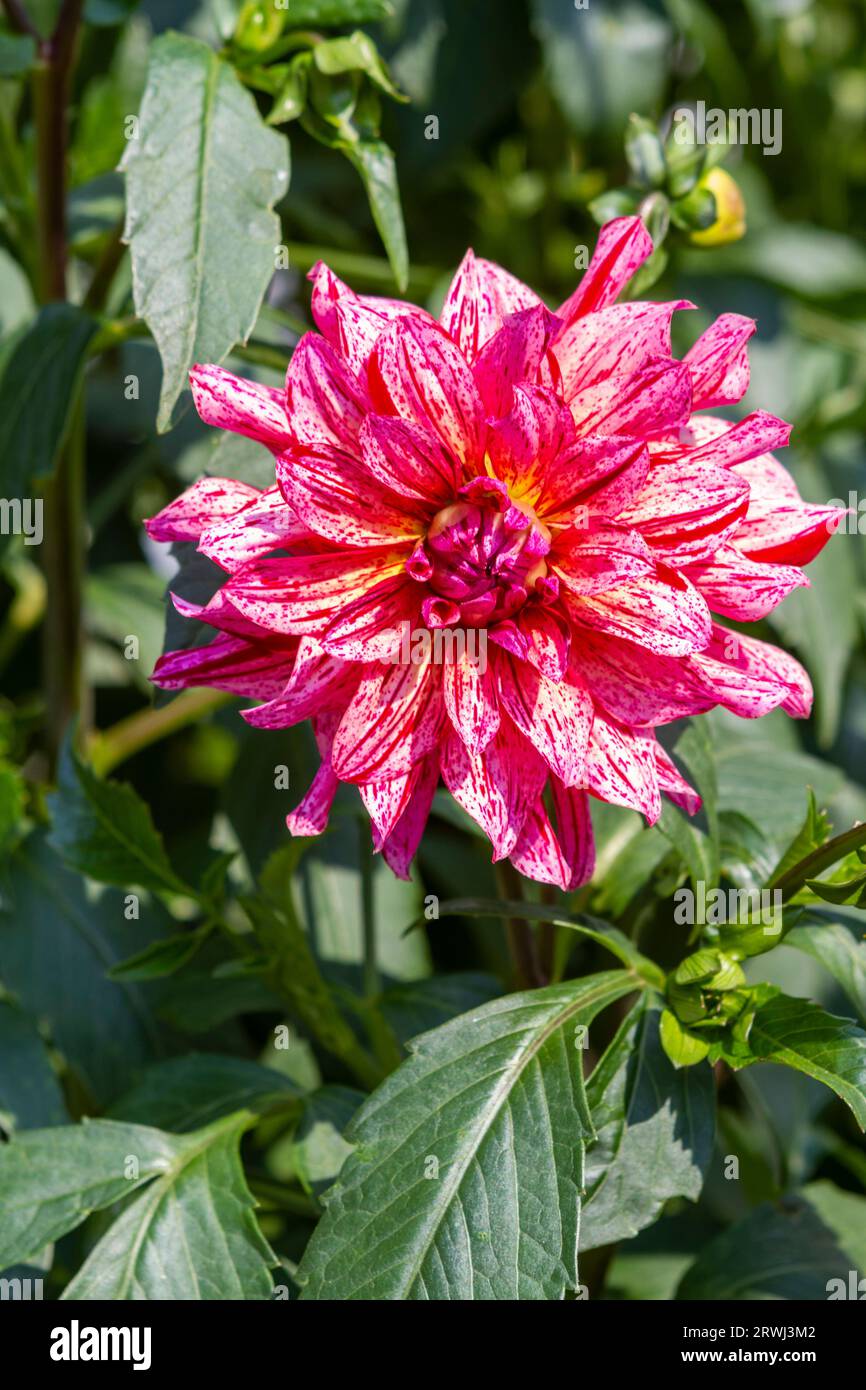 Variegated flower hi-res stock photography and images - Alamy