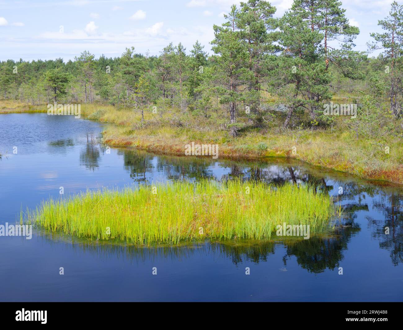 scenic untouched and protected nature with lake in the Laheema national ...