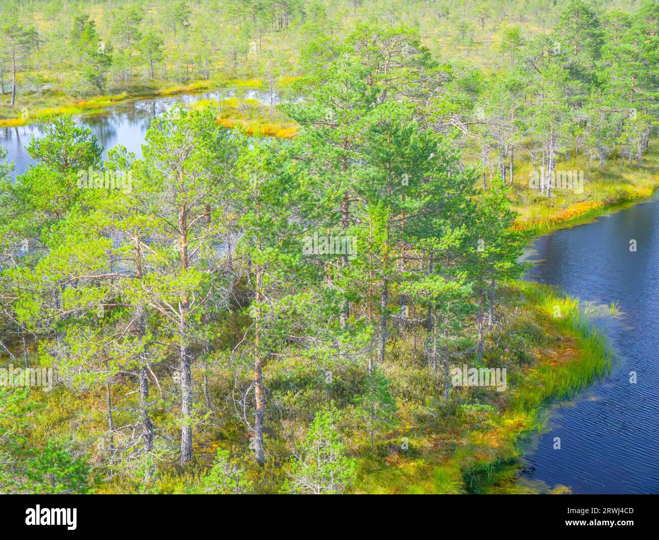 scenic untouched and protected nature in the Laheema national park near ...