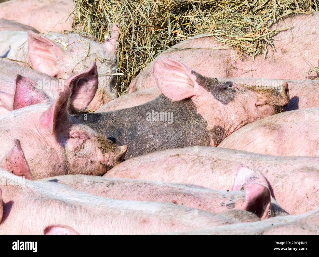 Pig farm many pigs agriculture hi-res stock photography and images - Alamy