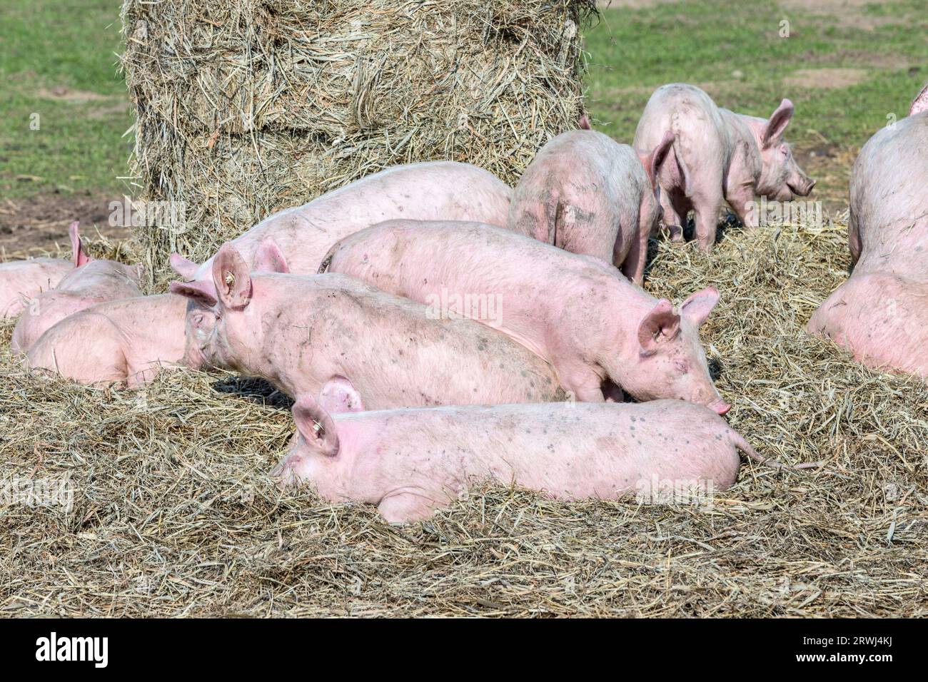 Pig farm many pigs agriculture hi-res stock photography and images - Alamy