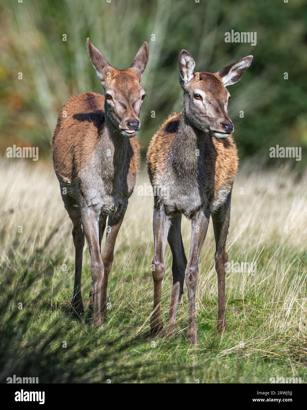 Stag and hinds hi-res stock photography and images - Alamy