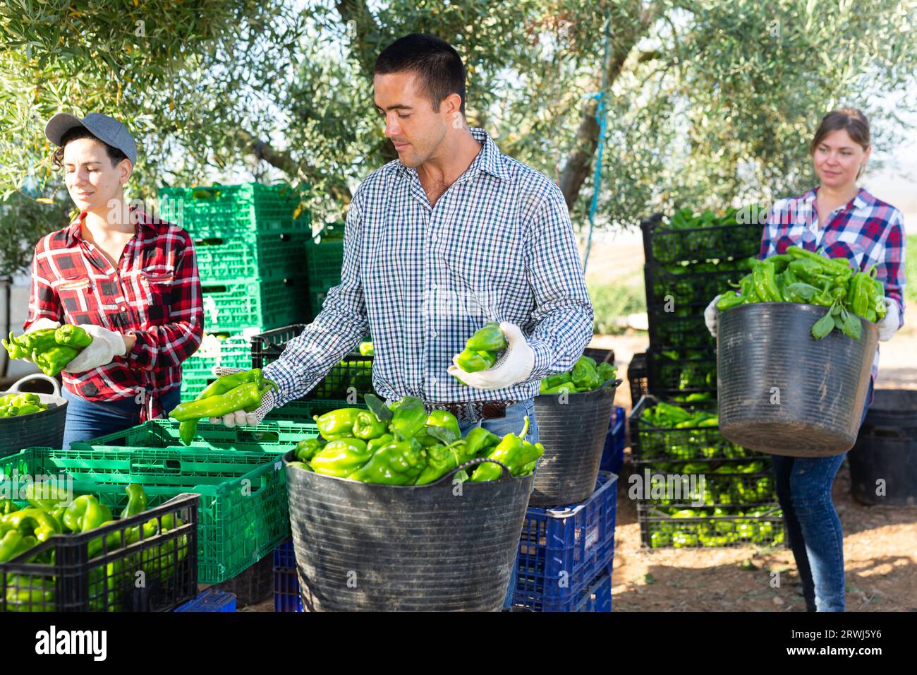 Farmer man sorting bell peppers in farm backyard after harvest Stock ...