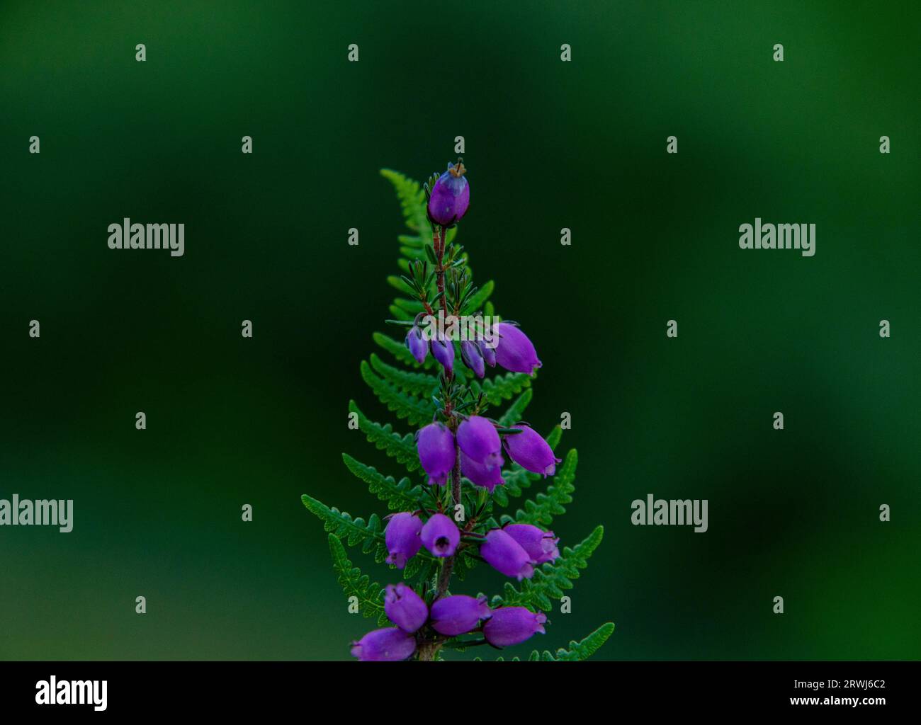 Spring warm up hi-res stock photography and images - Alamy