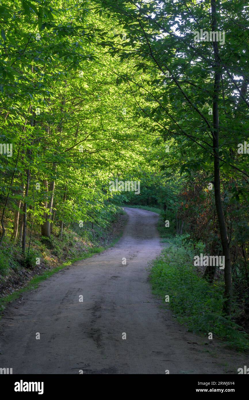 Wide dirt road in green forest with abundant shadow horizontally Stock ...