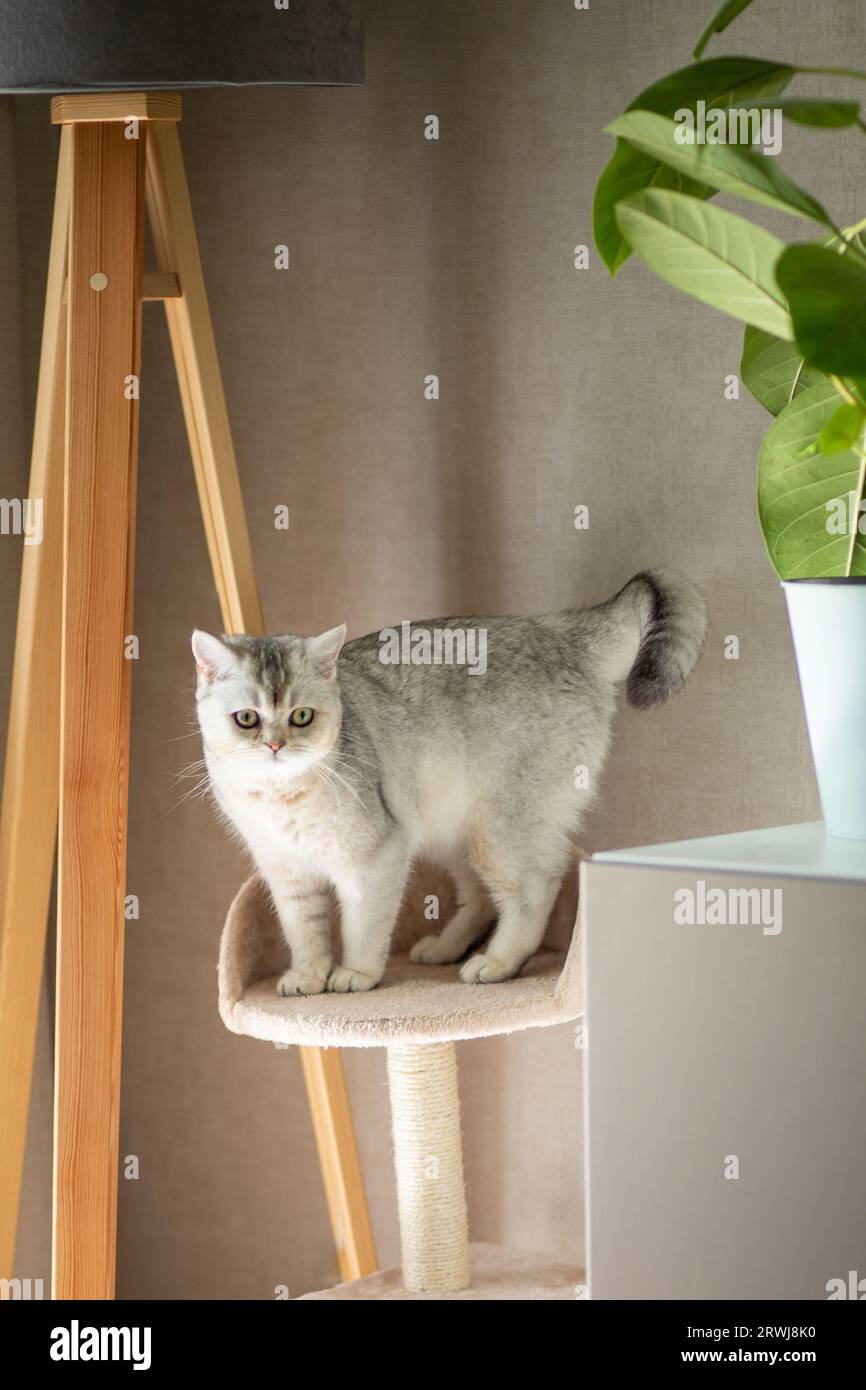British shorthair silver tabby isolated hi-res stock photography and ...