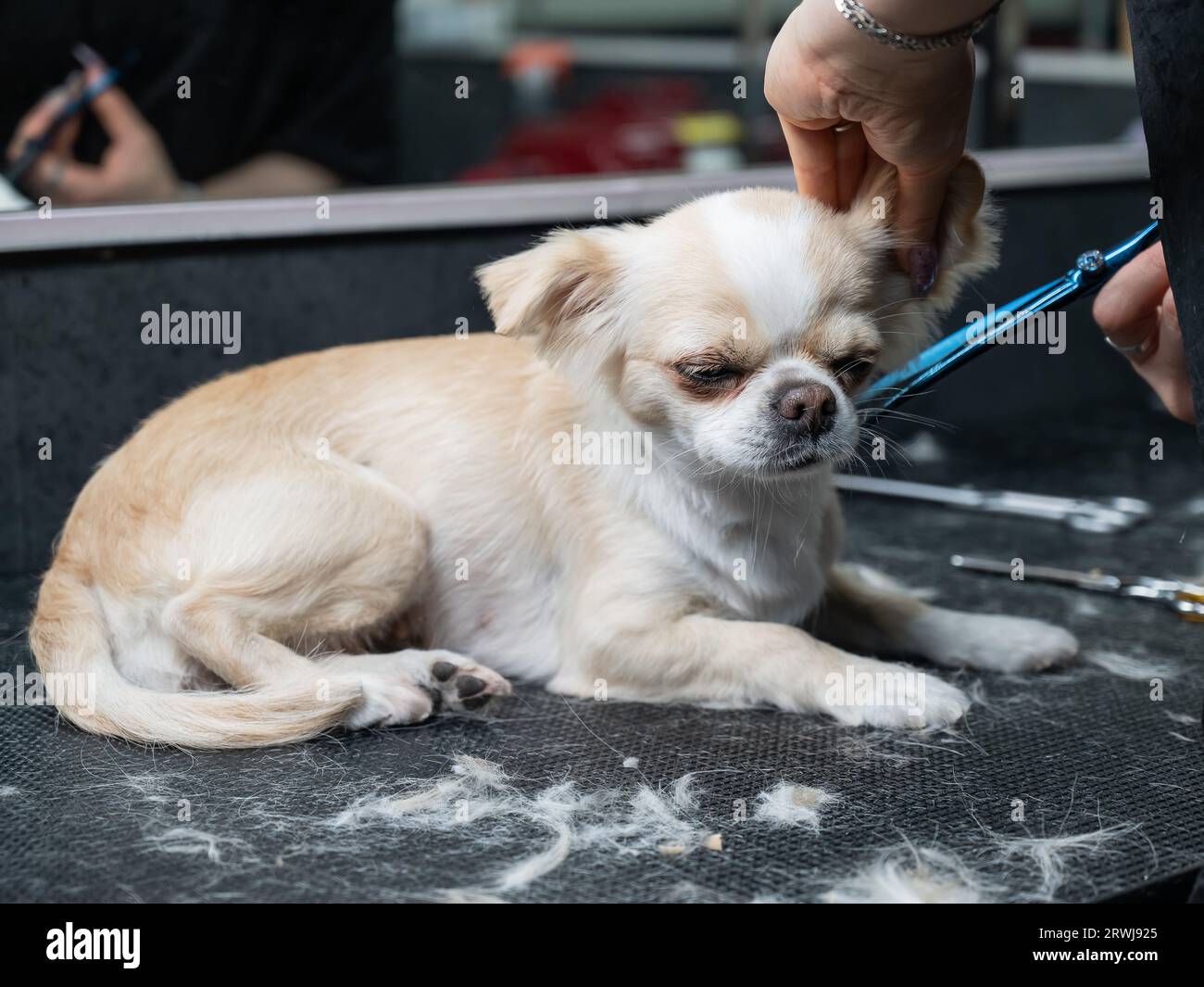 Woman cutting cute shorthair chihuahua dog in grooming salon Stock ...