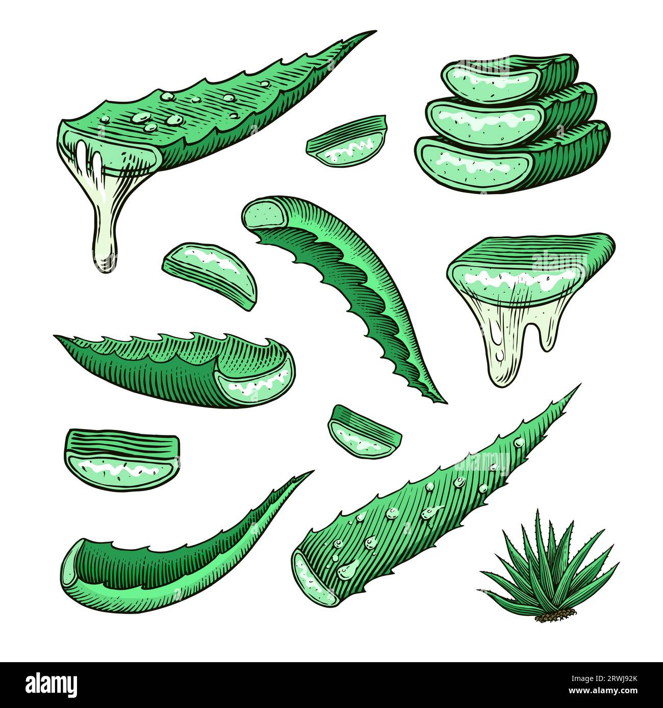Aloe vera set. Sketch of Plant and bunch and leaves. Ingredient for ...