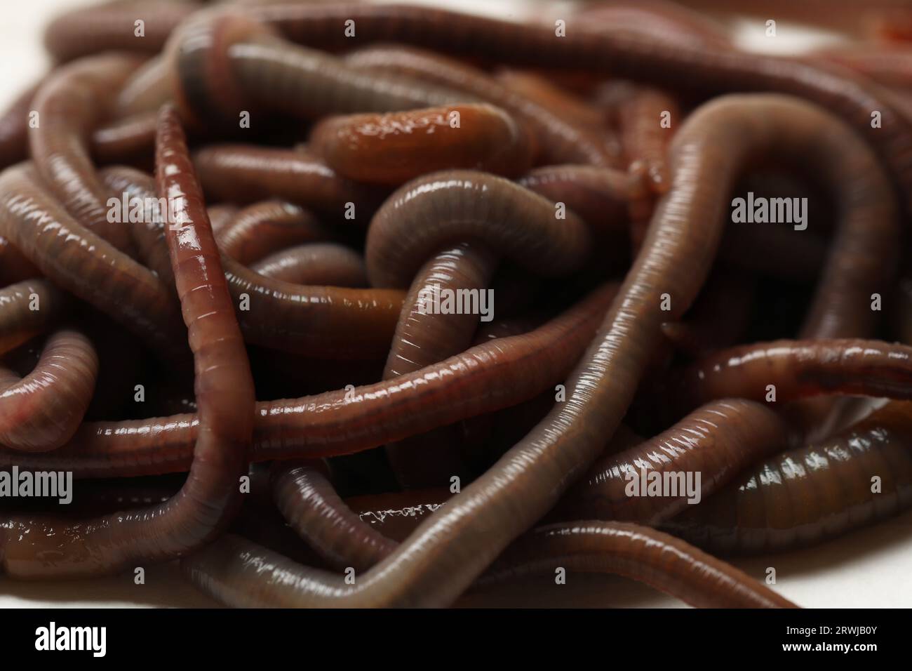 Many earthworms as background, closeup. Terrestrial invertebrates Stock ...