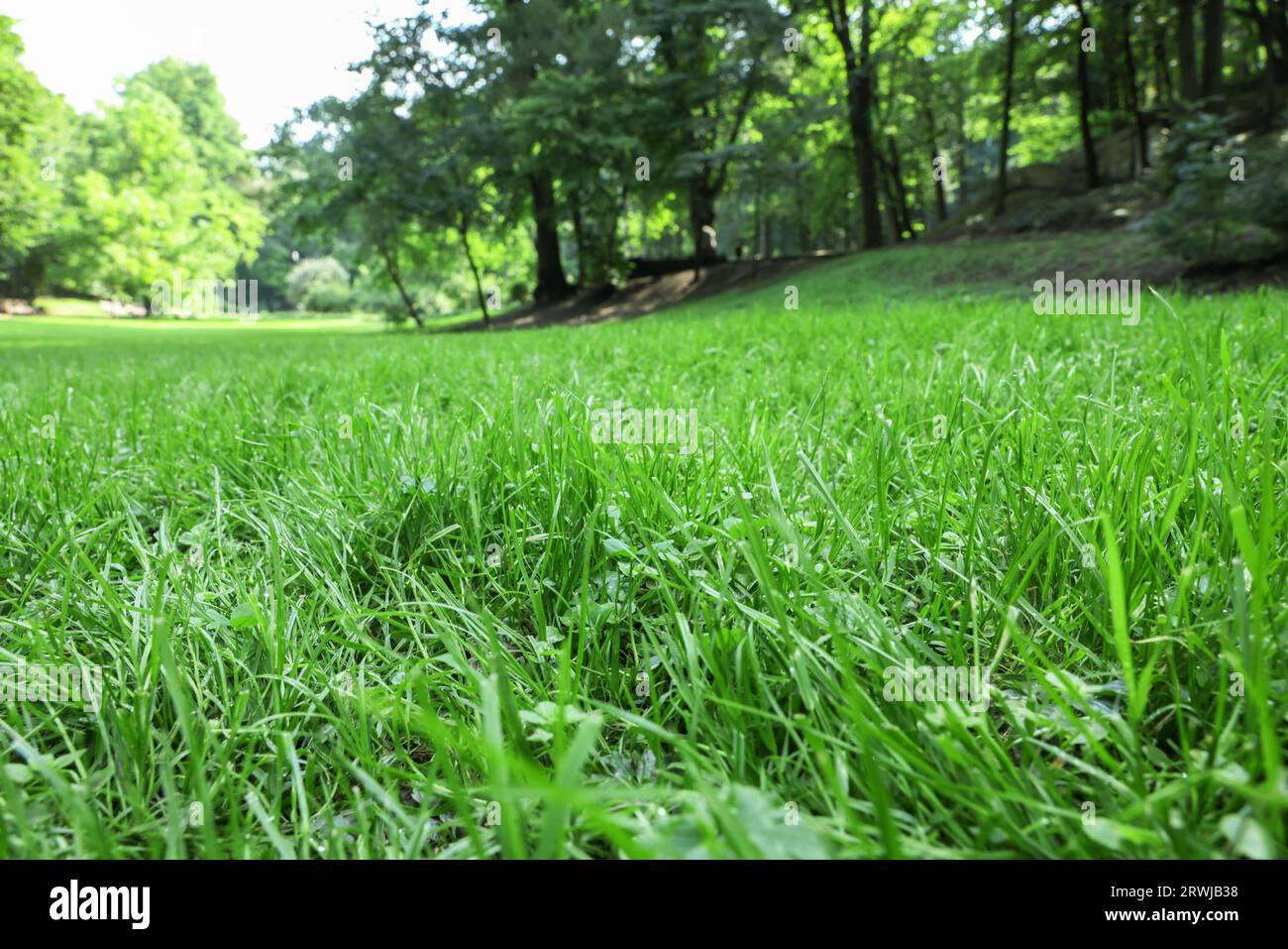 Fresh green grass growing in hi-res stock photography and images - Alamy