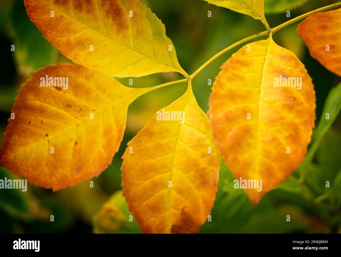 Woodland autumn leaves with large landscape hi-res stock photography ...