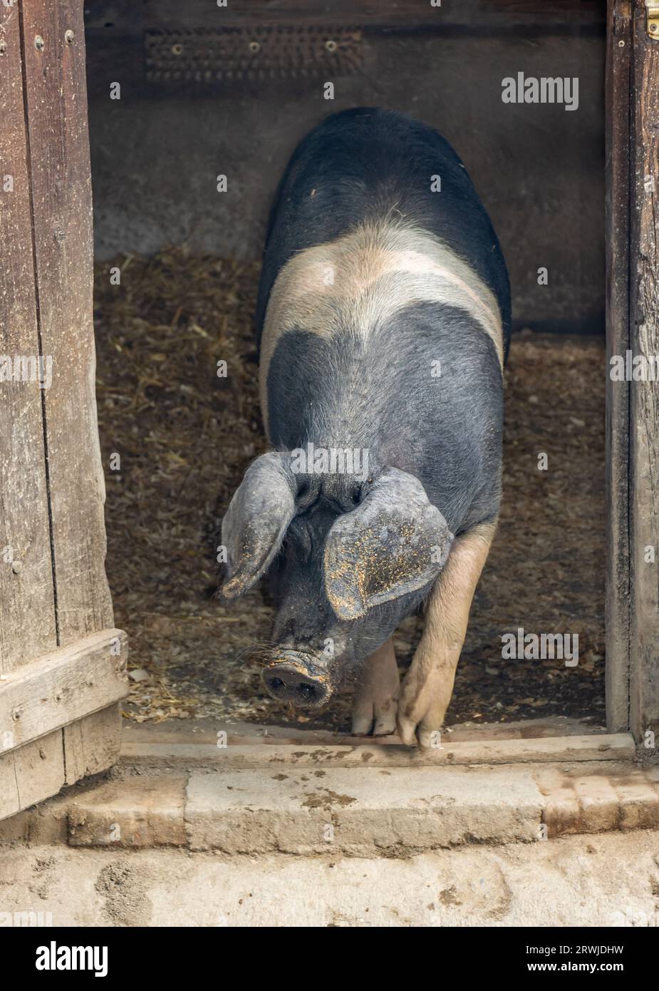 Sty head hi-res stock photography and images - Alamy