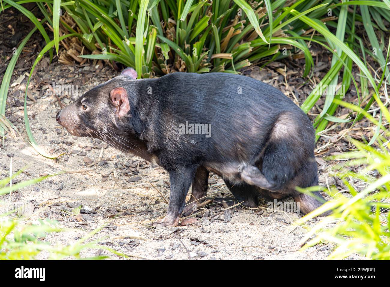 Tasmanian devil in tasmania australia hi-res stock photography and images - Alamy