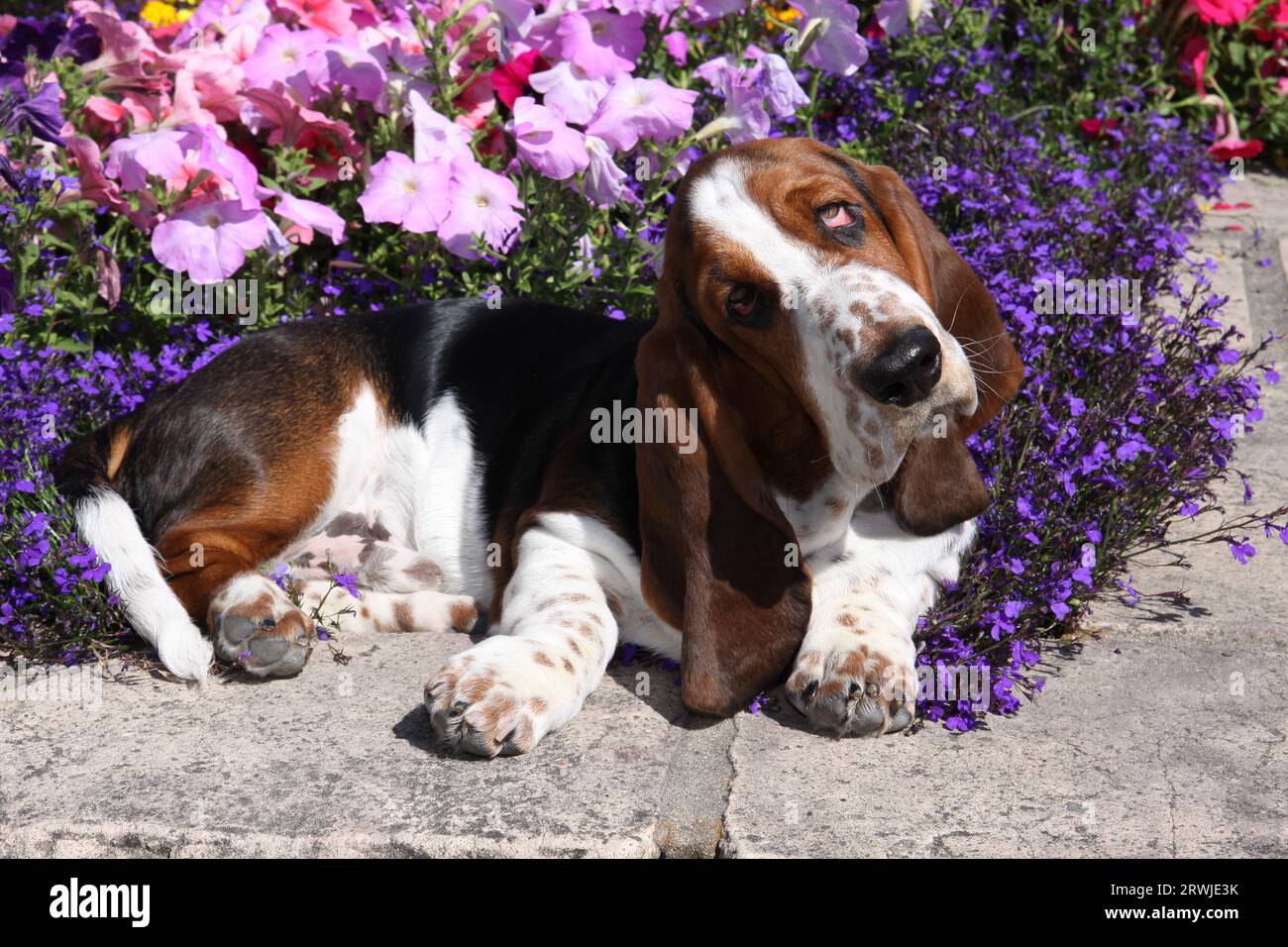 Basset Hound puppy laying on rock wall with flower bed Stock Photo - Alamy