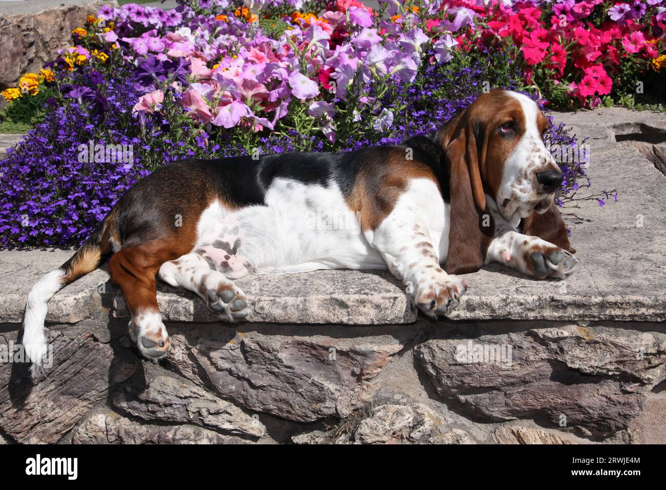 Basset Hound puppy laying on rock wall with flower beds Stock Photo - Alamy