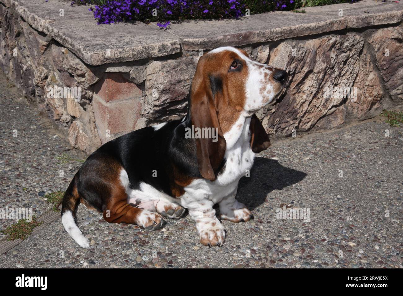 Working basset hi-res stock photography and images - Alamy